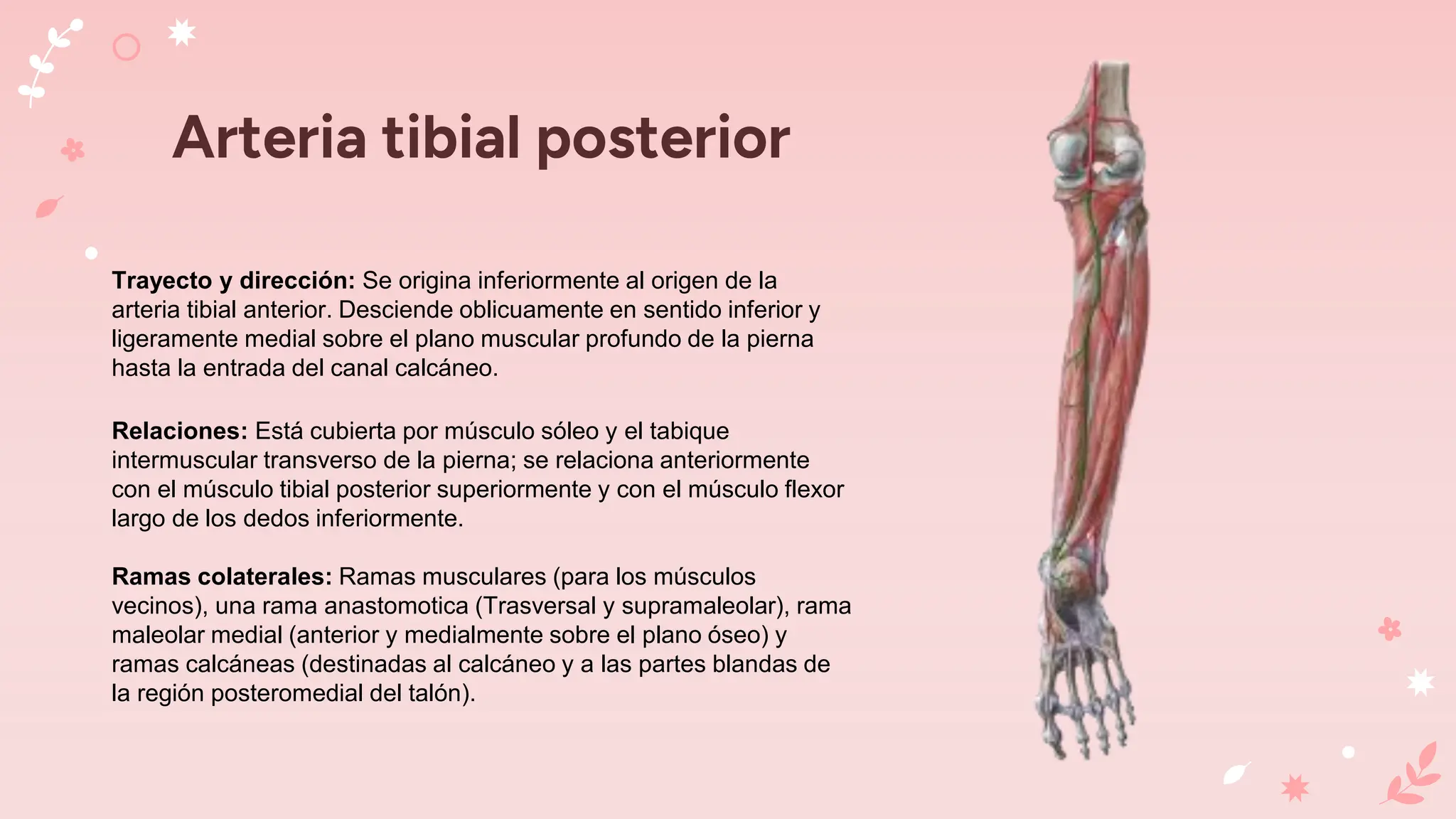 Vasos y venas del miembro inferior (Anatomía humana) | PDF