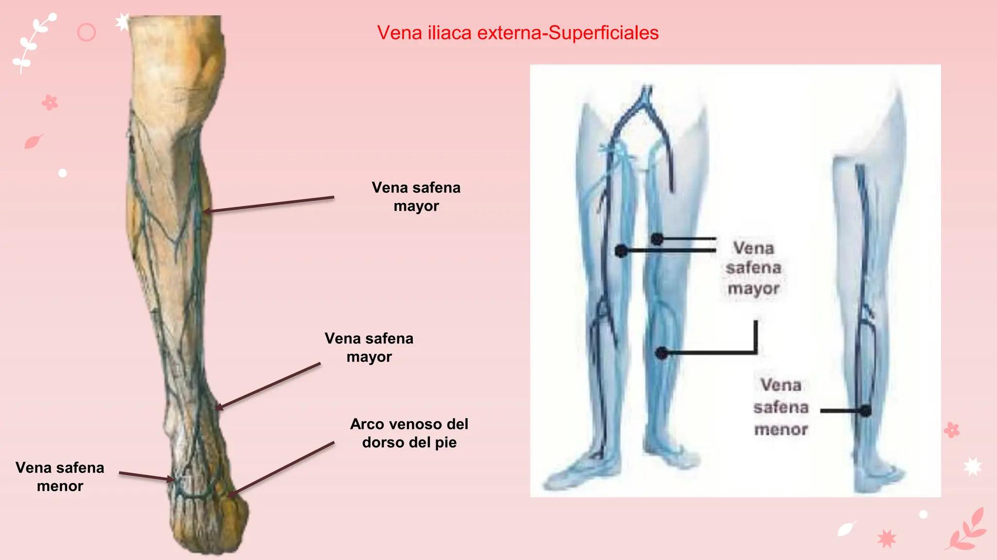 Vasos y venas del miembro inferior (Anatomía humana) | PDF
