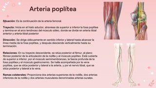 Vasos y venas del miembro inferior (Anatomía humana) | PDF