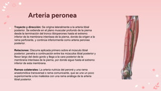 Vasos y venas del miembro inferior (Anatomía humana) | PDF