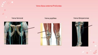 Vasos y venas del miembro inferior (Anatomía humana) | PDF