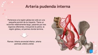 Vasos y venas del miembro inferior (Anatomía humana) | PDF
