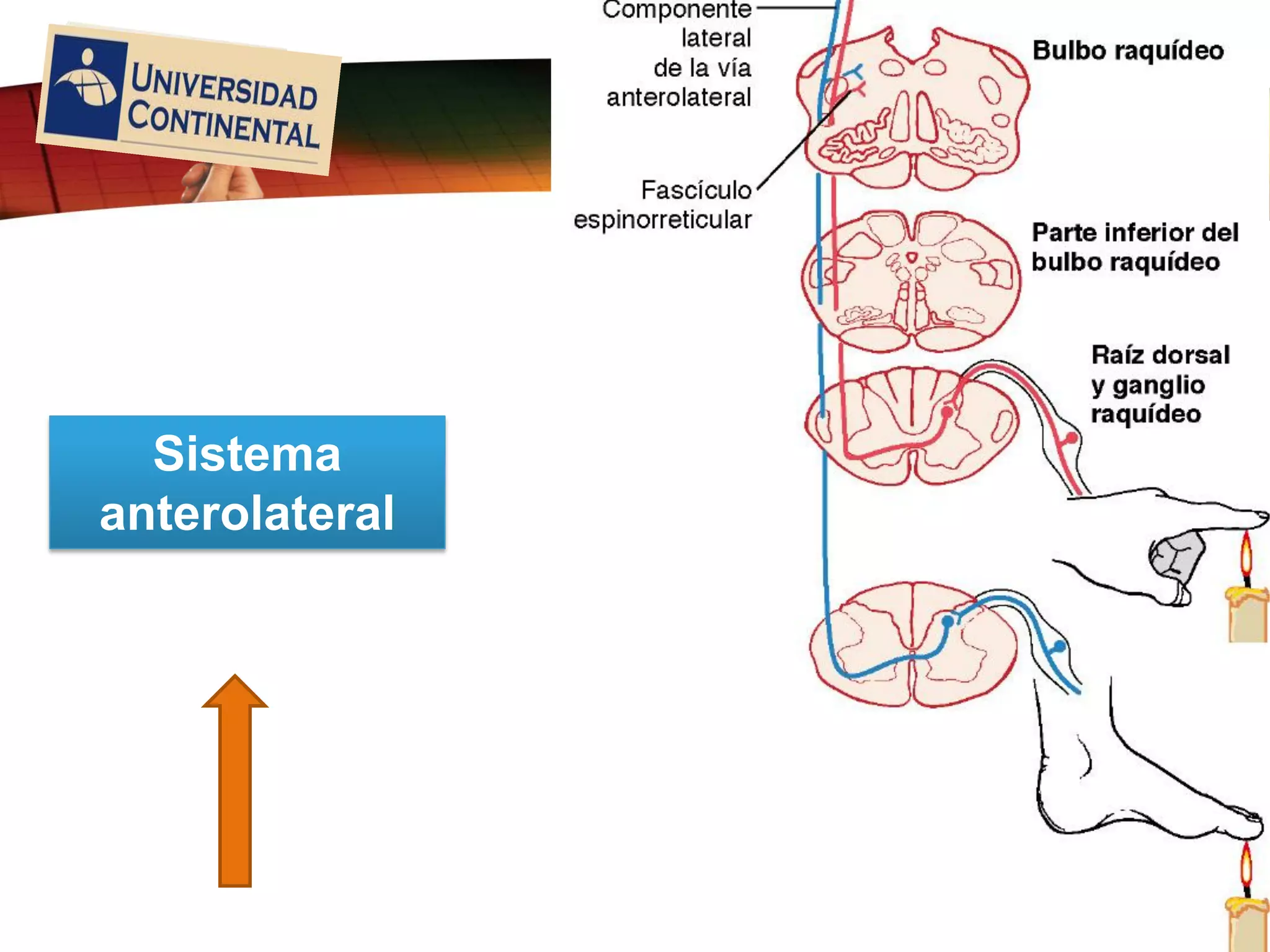 Vías sensitivas y motoras