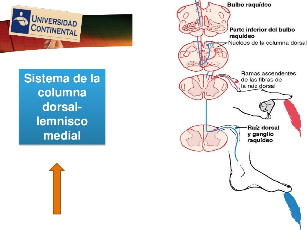 Vías sensitivas y motoras