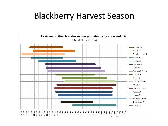 Blackberry Variety Primer