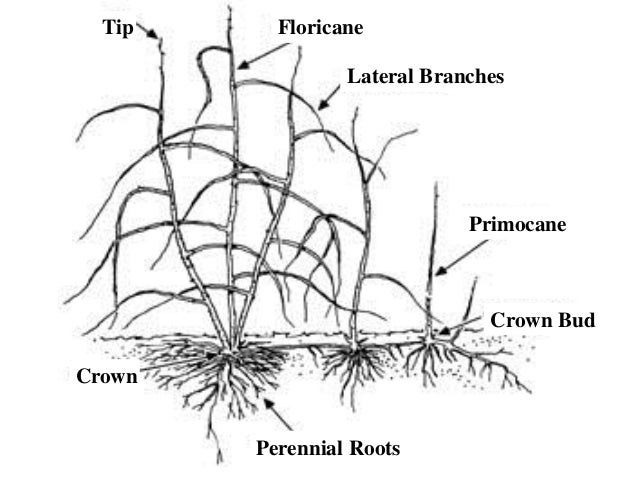 Blackberry Variety Primer