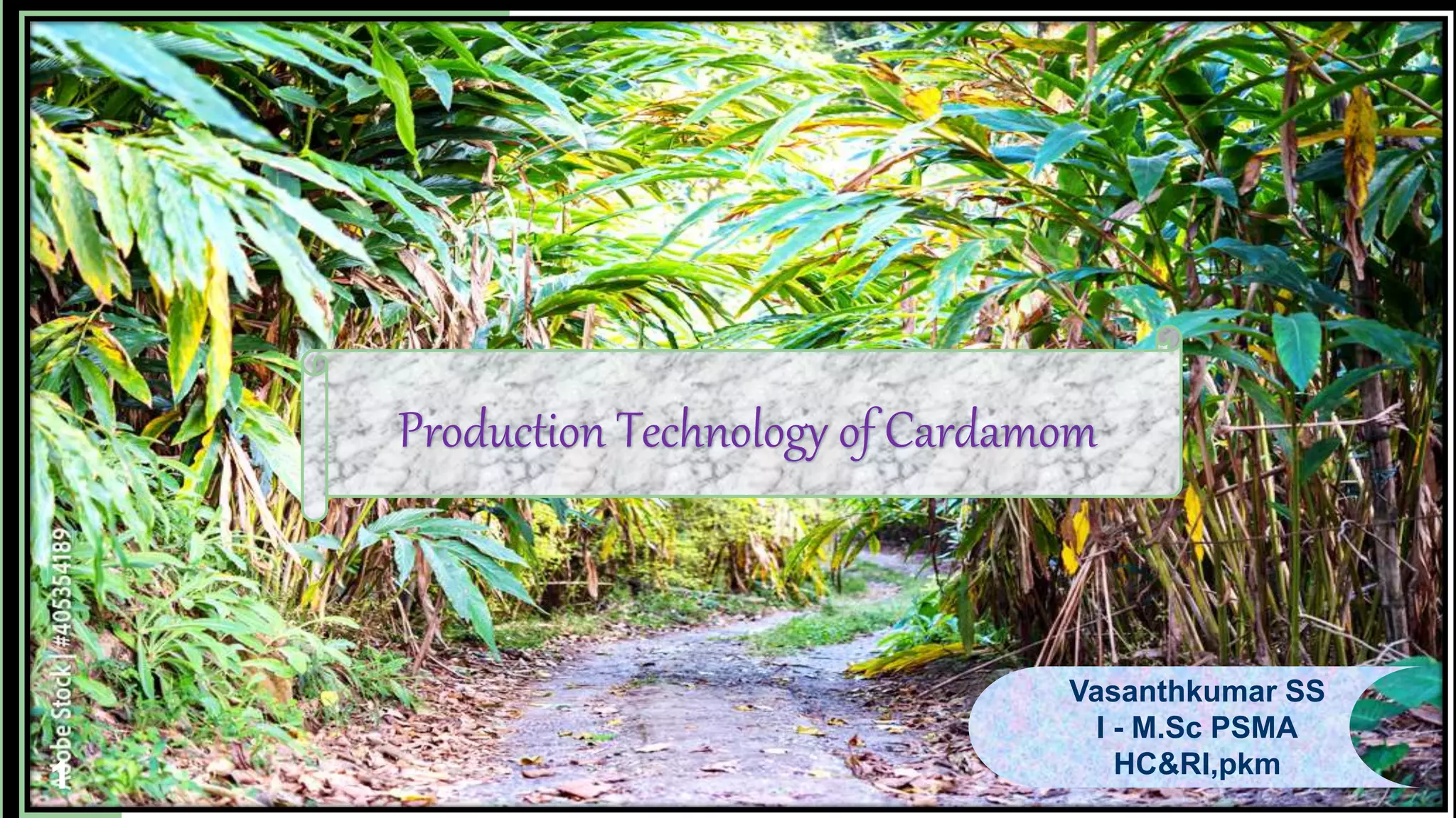 Production Technology Of Cardamom | PPTX