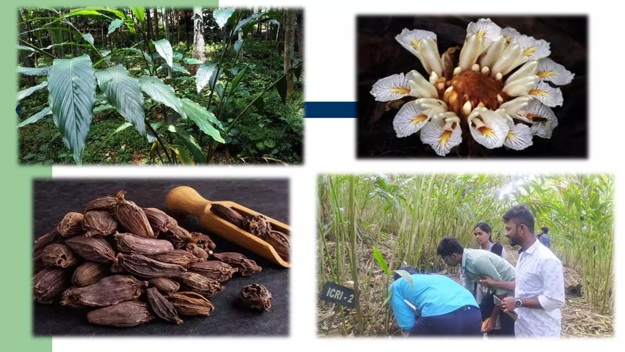 Production Technology Of Cardamom | PPTX