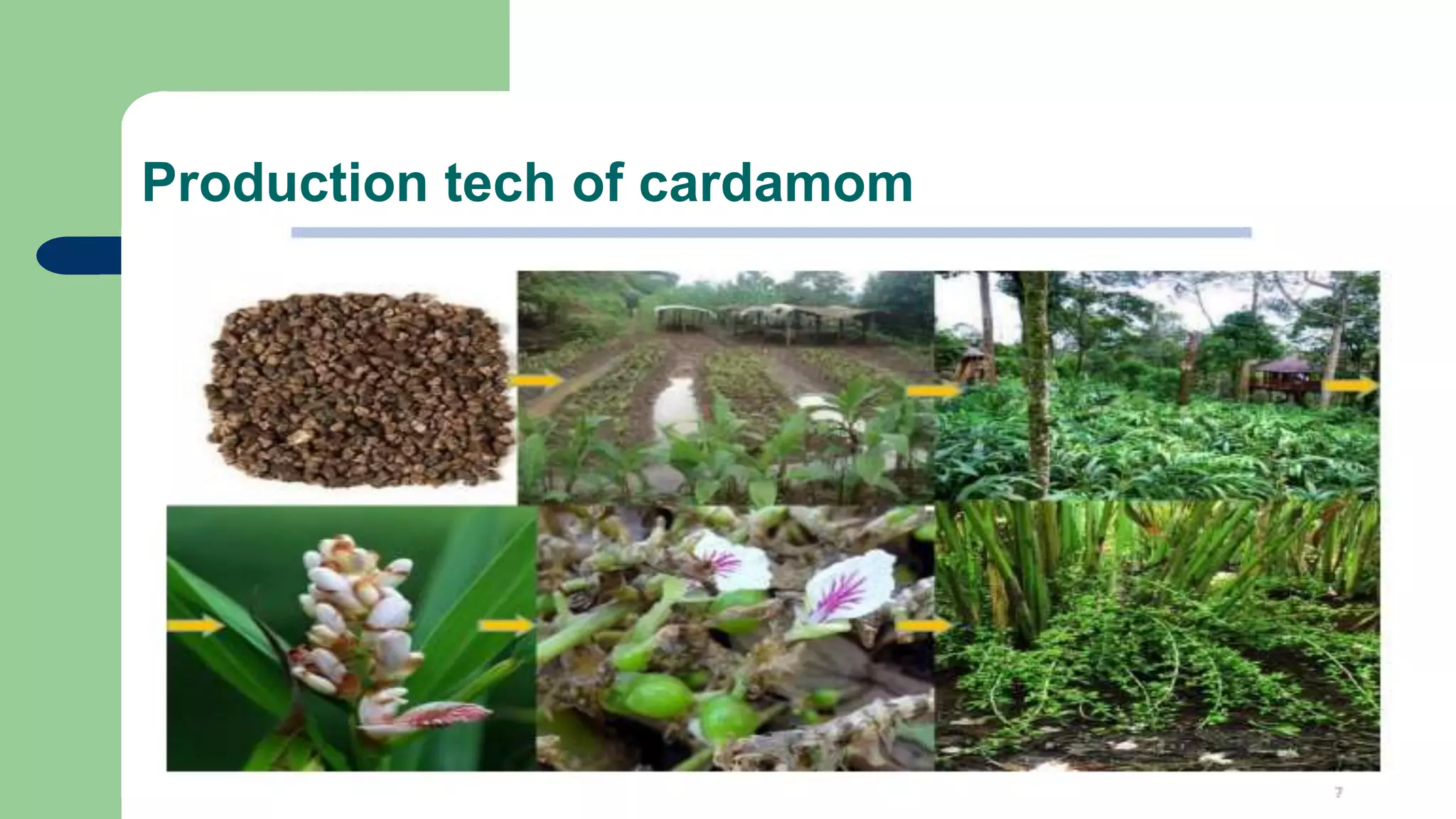 Production Technology Of Cardamom | PPTX