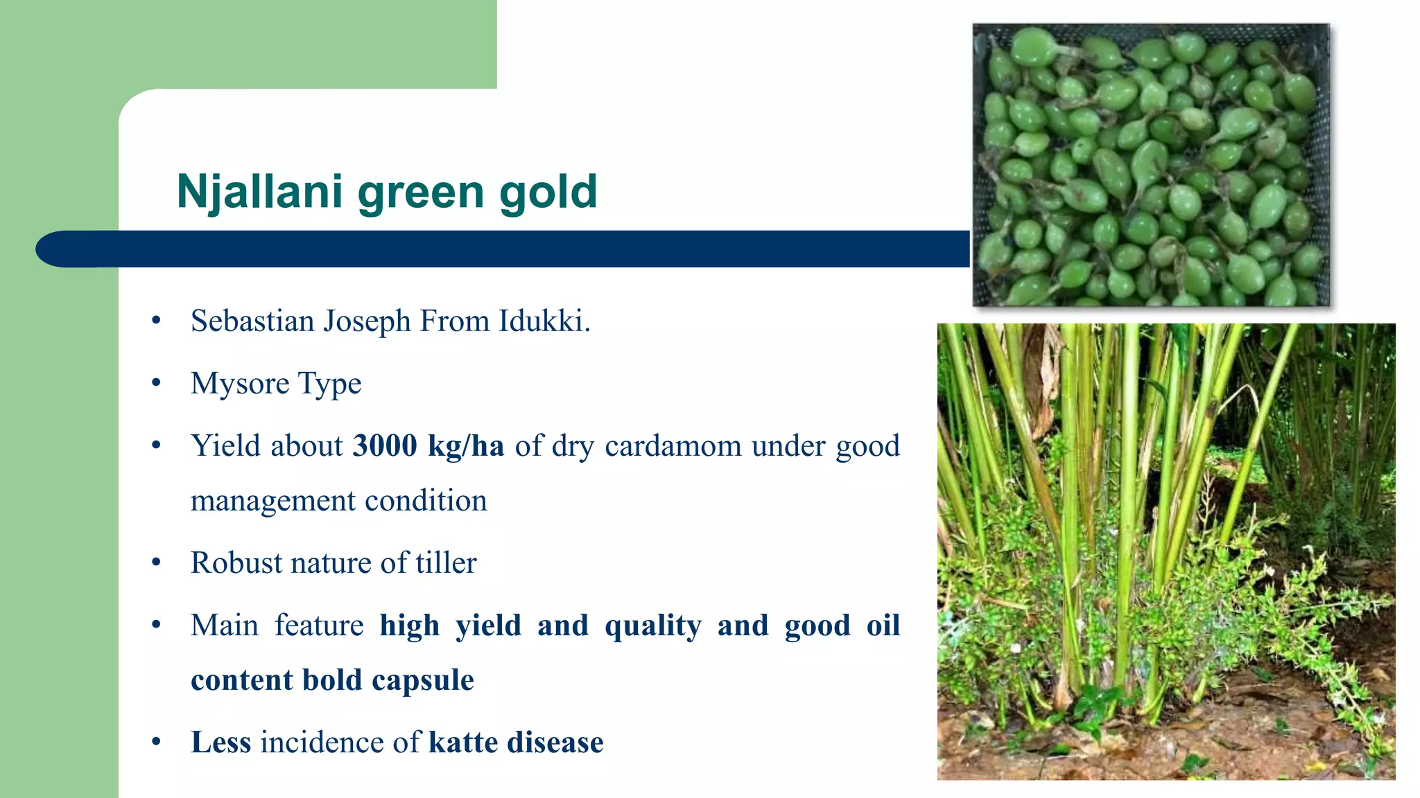 Production Technology Of Cardamom | PPTX