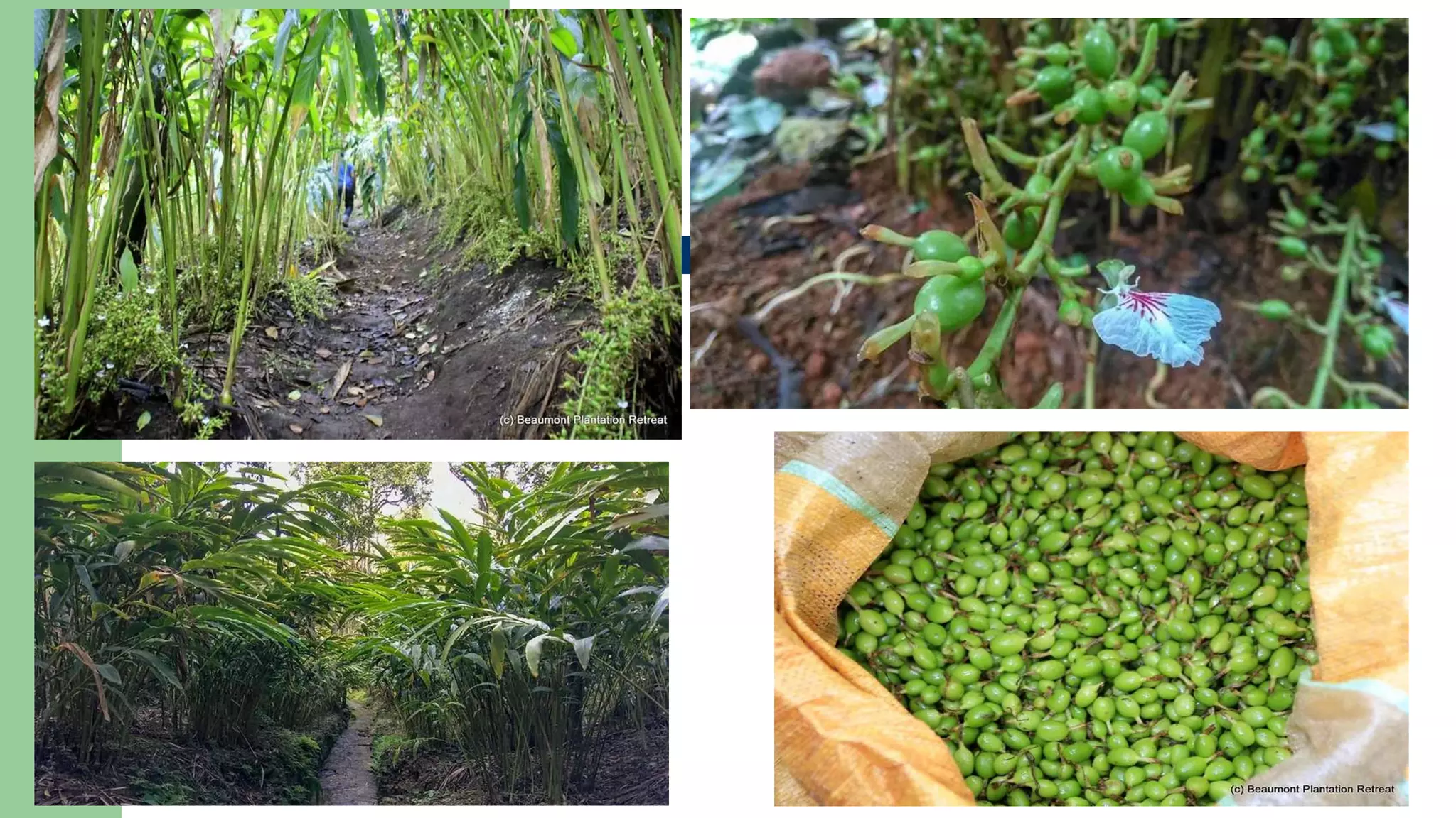 Production Technology Of Cardamom | PPTX