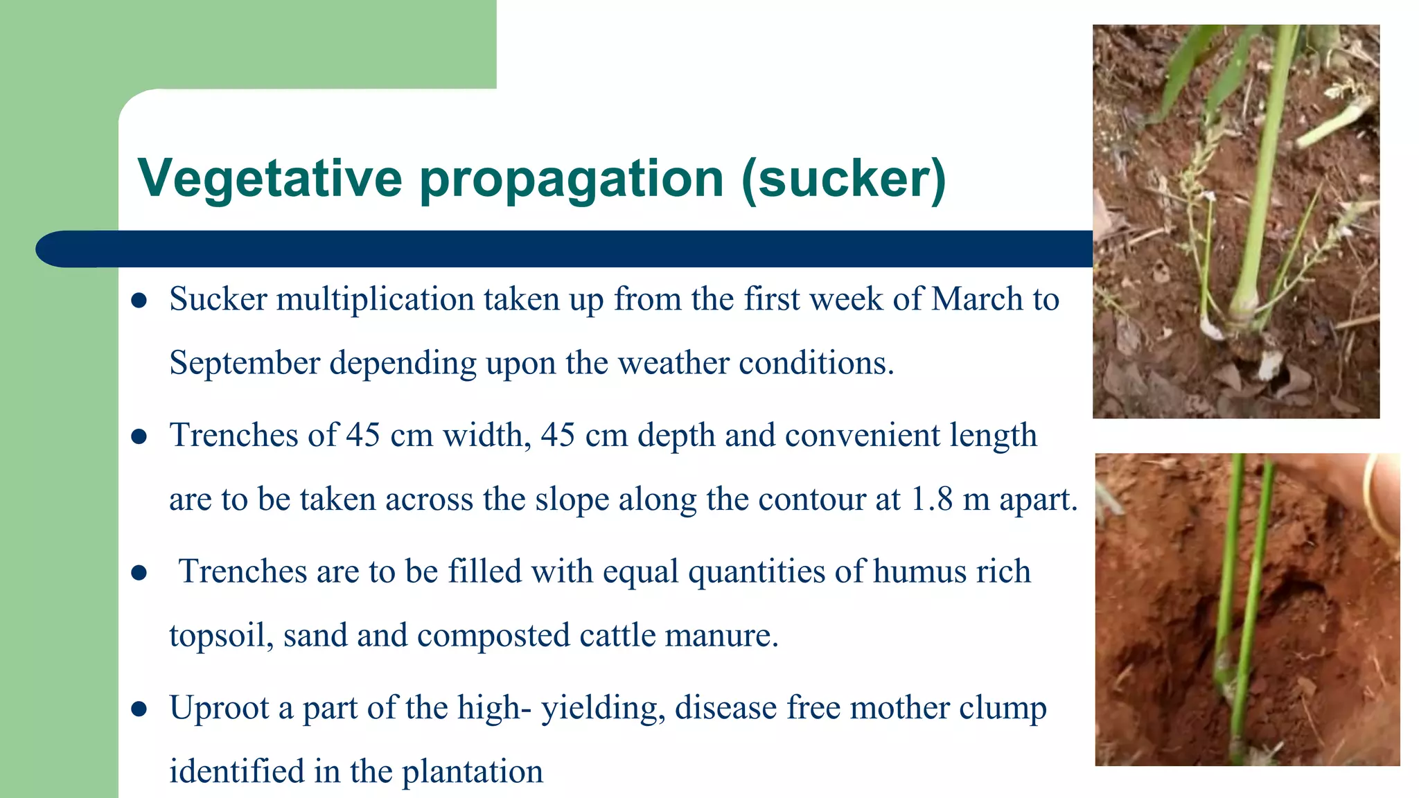 Production Technology Of Cardamom | PPTX