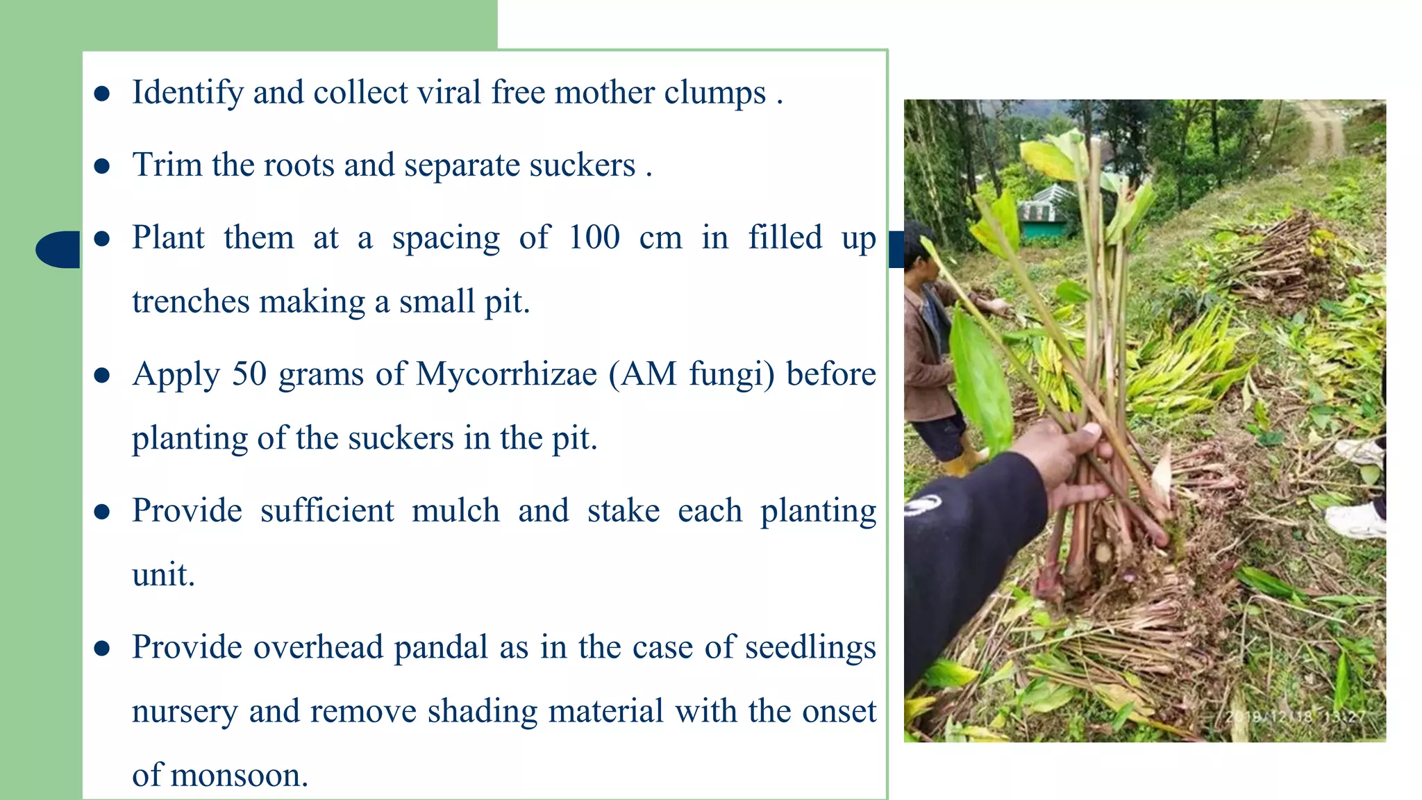 Production Technology Of Cardamom | PPTX