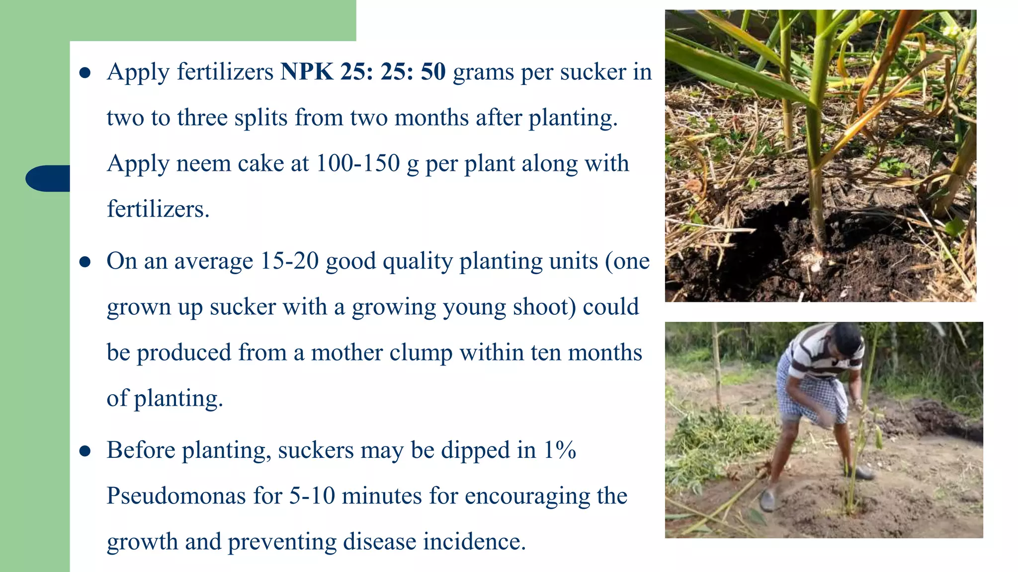 Production Technology Of Cardamom | PPTX