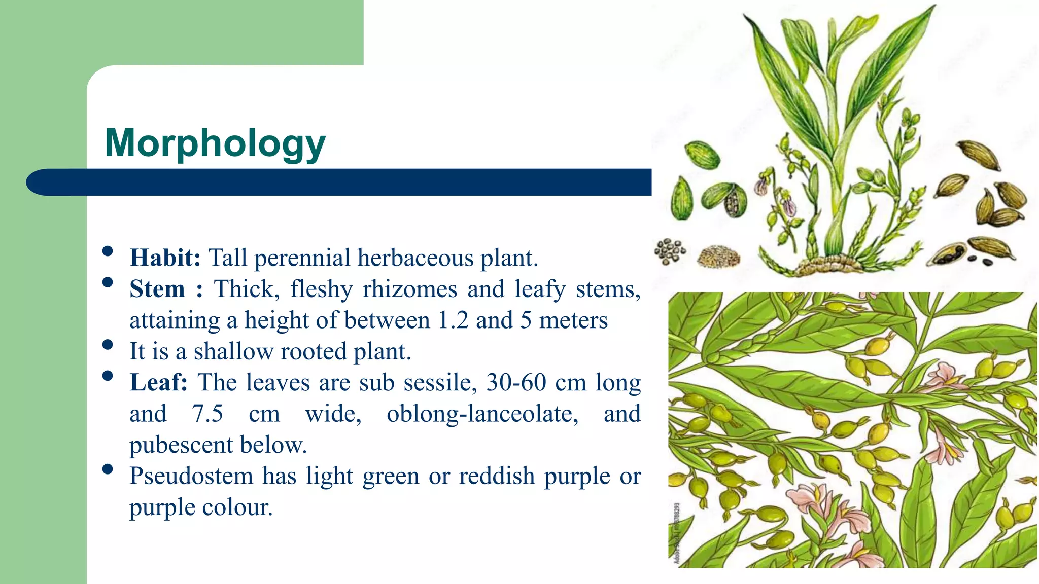 Production Technology Of Cardamom | PPTX
