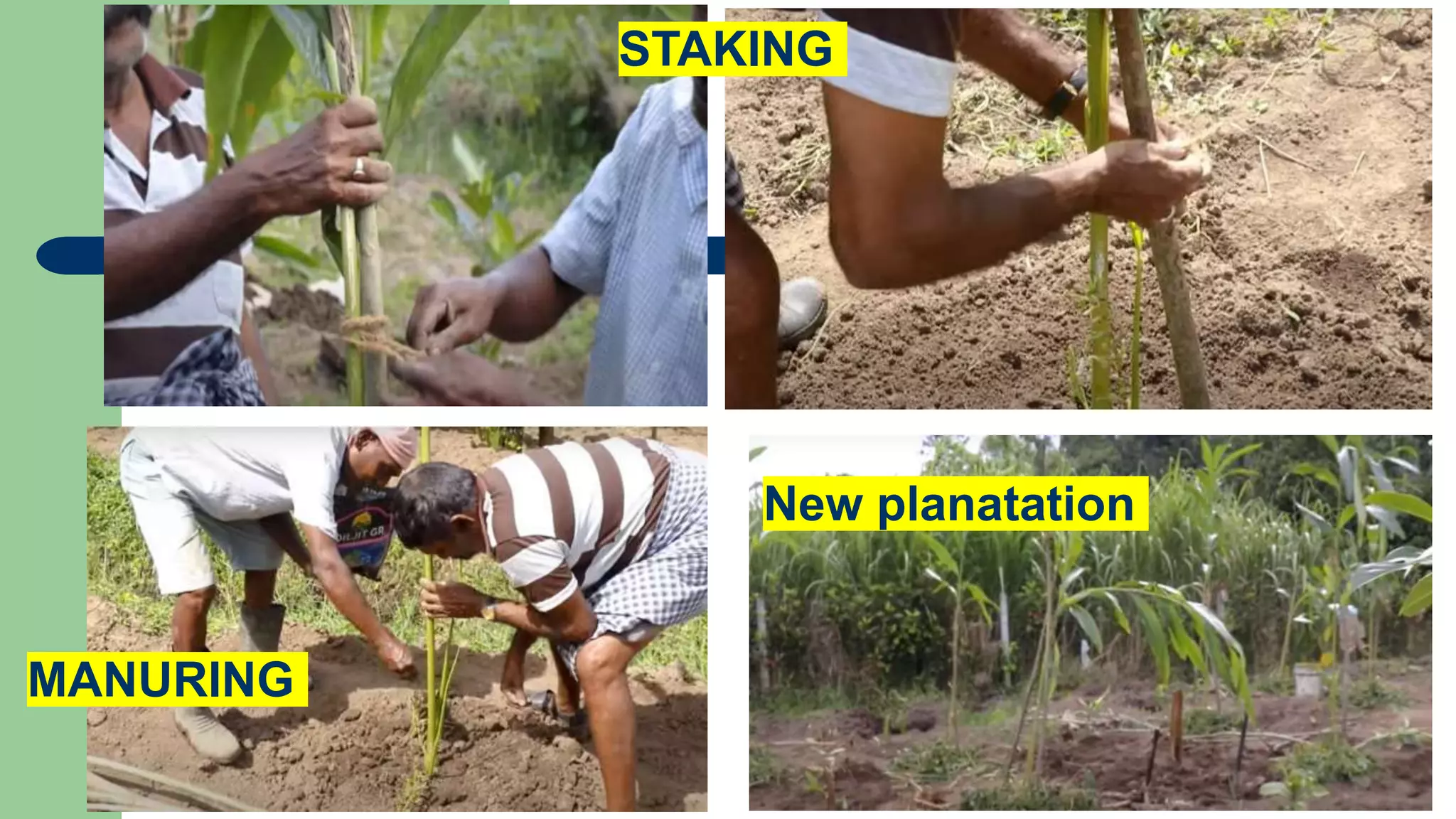 Production Technology Of Cardamom | PPTX