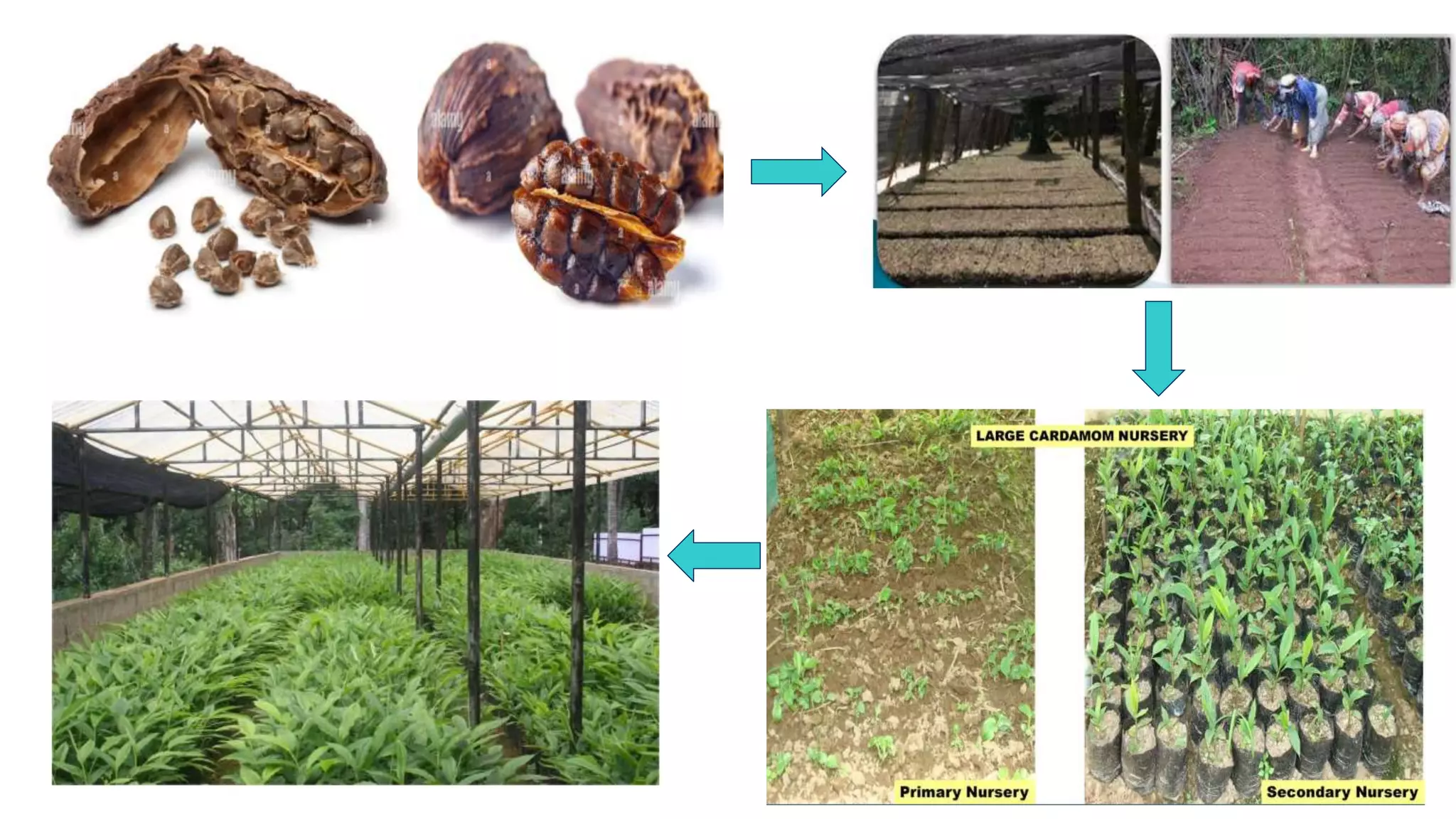 Production Technology Of Cardamom | PPTX
