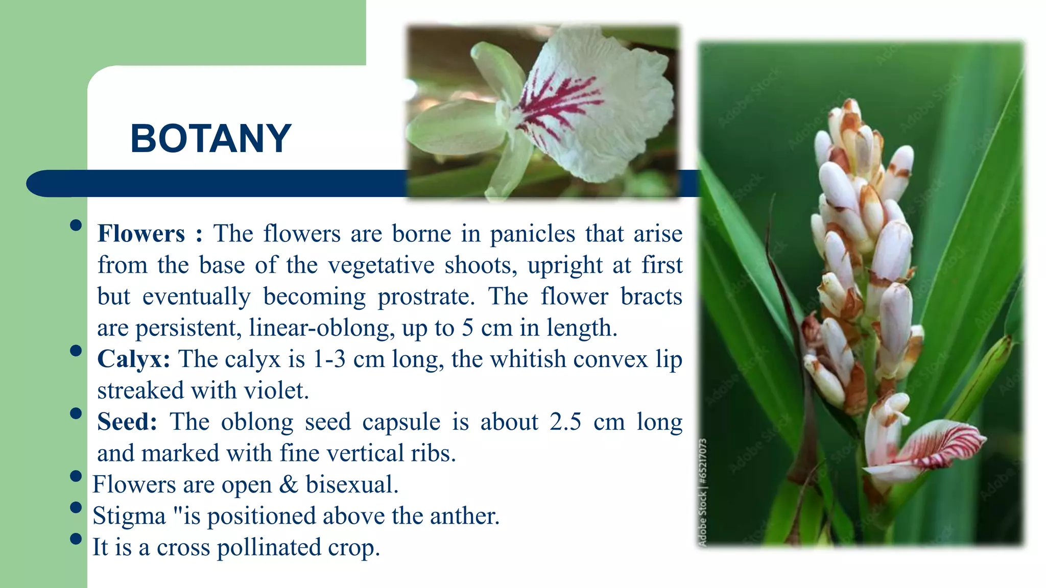 Production Technology Of Cardamom | PPTX