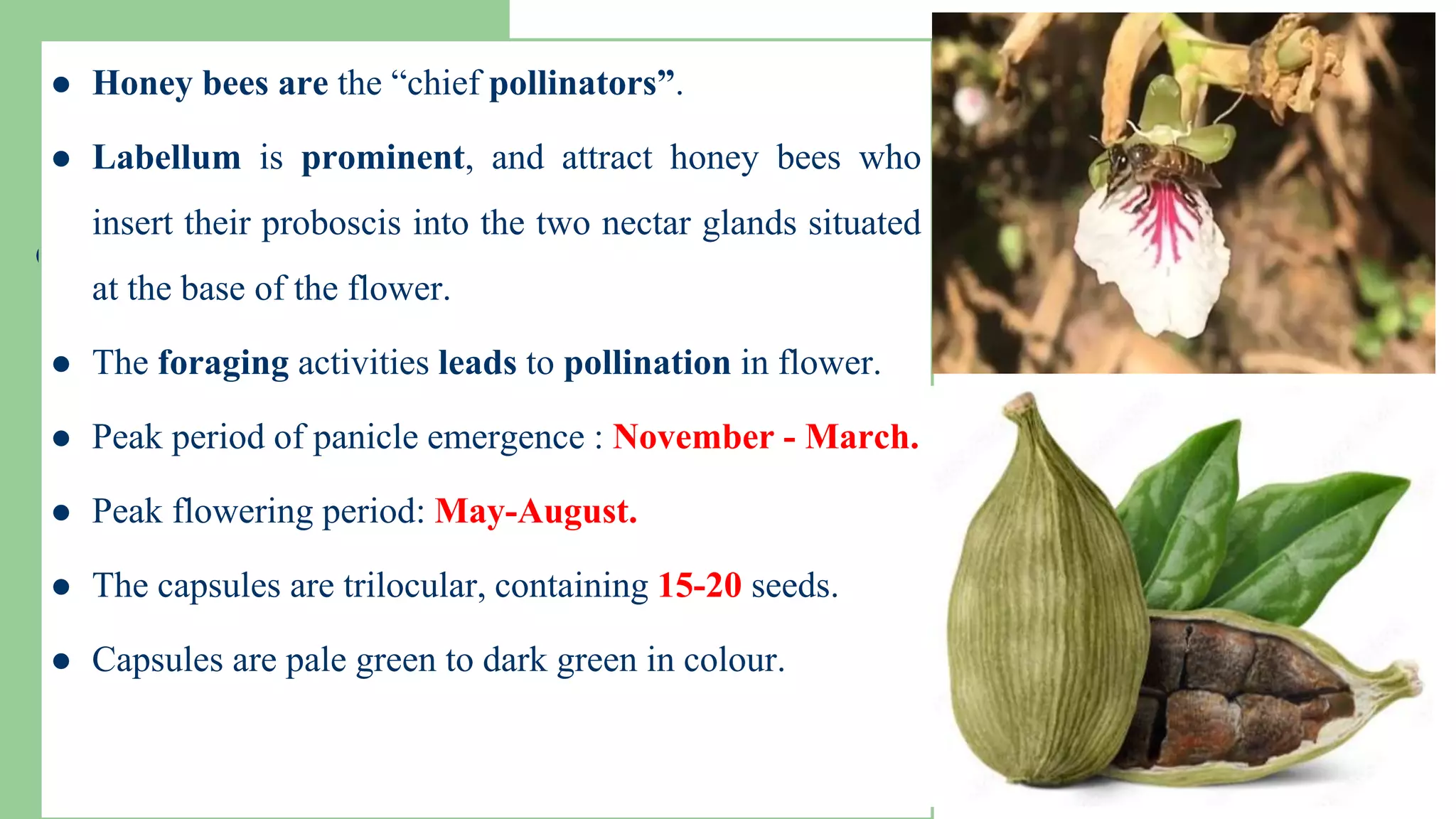 Production Technology Of Cardamom | PPTX