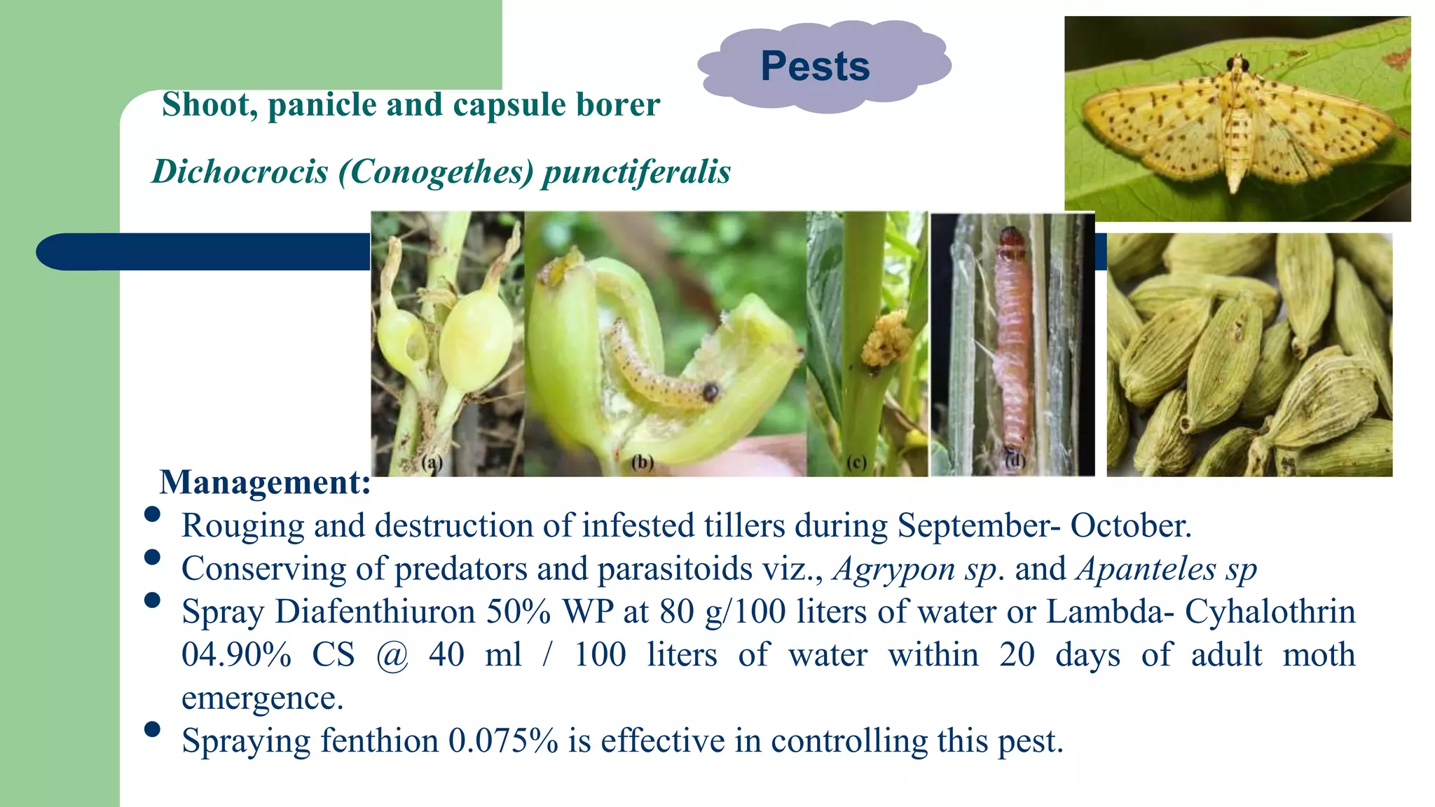 Production Technology Of Cardamom | PPTX