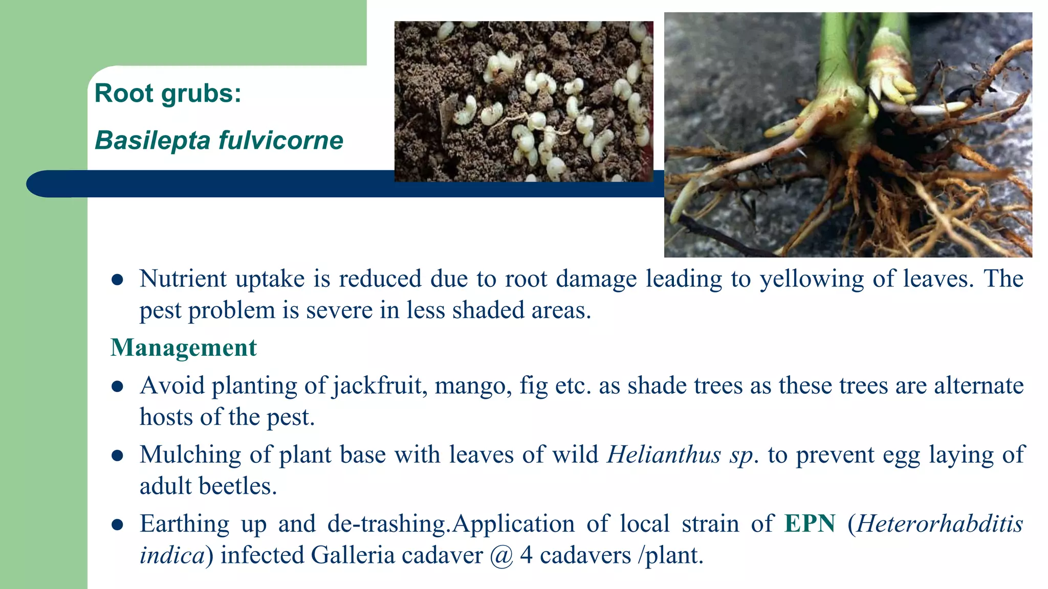 Production Technology Of Cardamom | PPTX