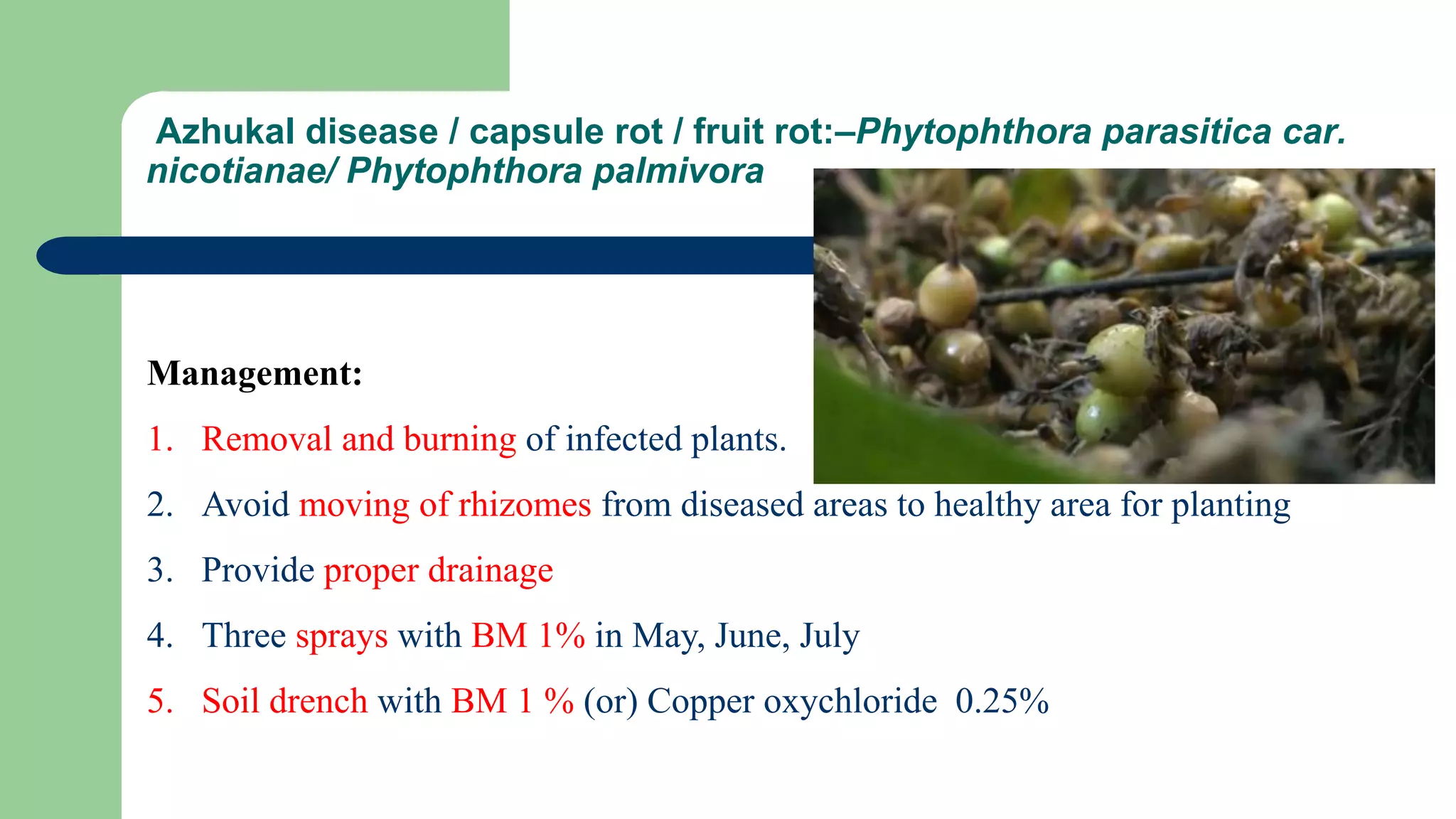 Production Technology Of Cardamom | PPTX