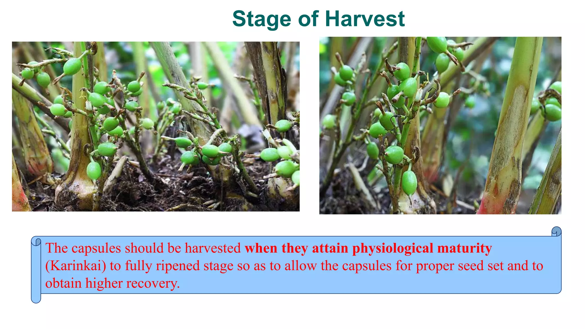 Production Technology Of Cardamom | PPTX
