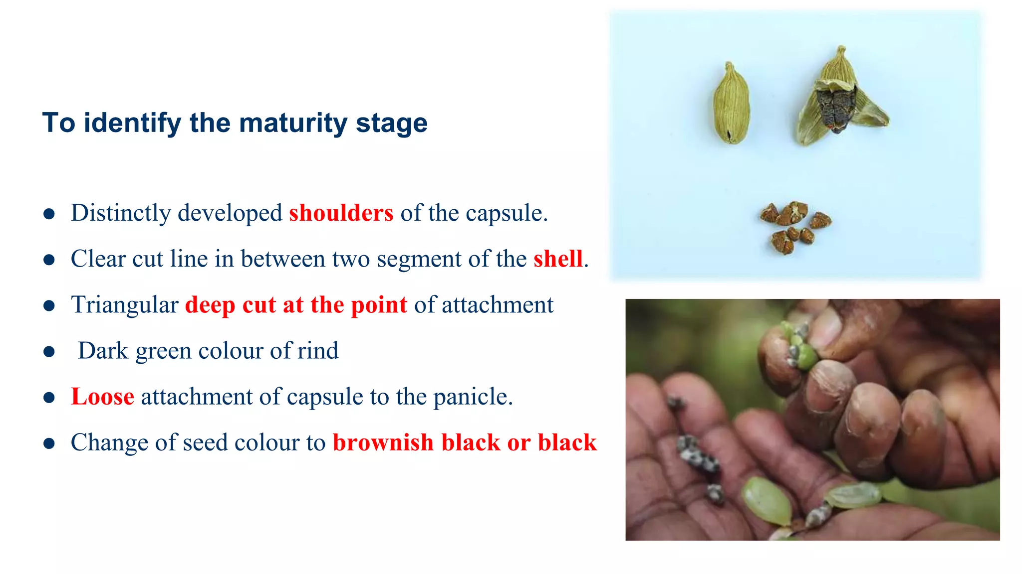 Production Technology Of Cardamom | PPTX