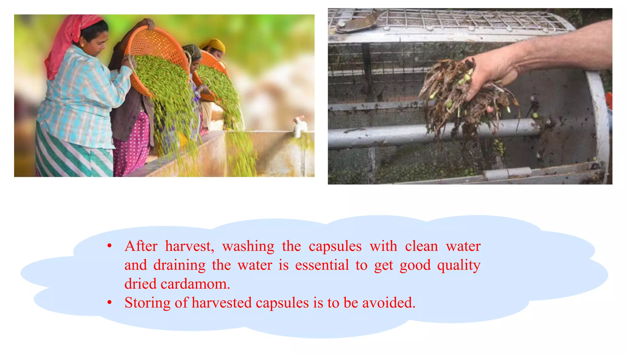 Production Technology Of Cardamom | PPTX