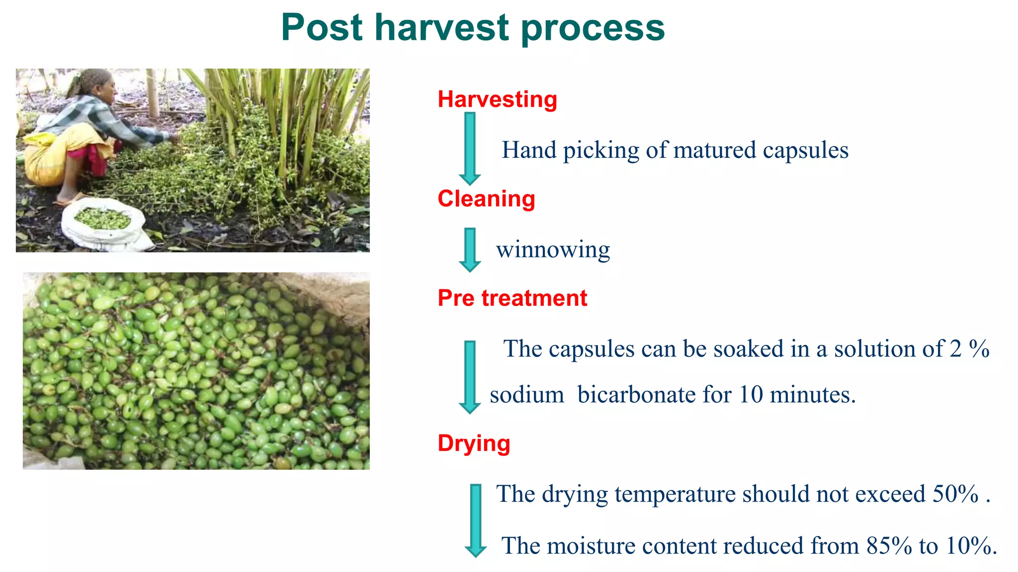 Production Technology Of Cardamom | PPTX
