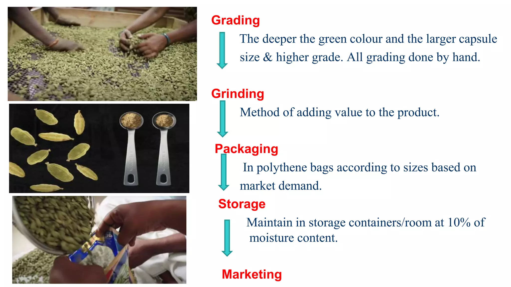 Production Technology Of Cardamom | PPTX