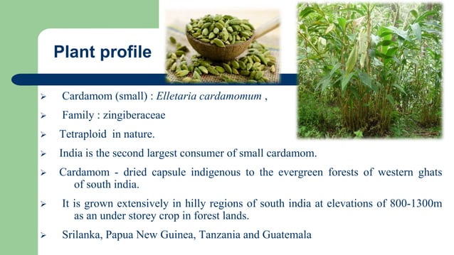 Production Technology Of Cardamom | PPTX