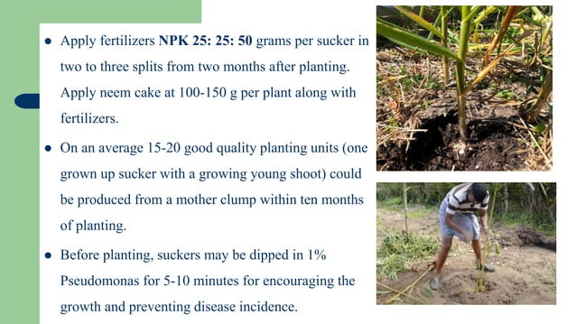 Production Technology Of Cardamom | PPTX