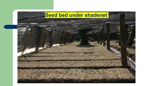 Production Technology Of Cardamom | PPTX