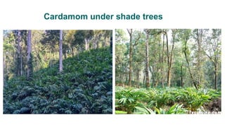 Production Technology Of Cardamom | PPTX