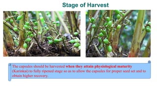 Production Technology Of Cardamom | PPTX