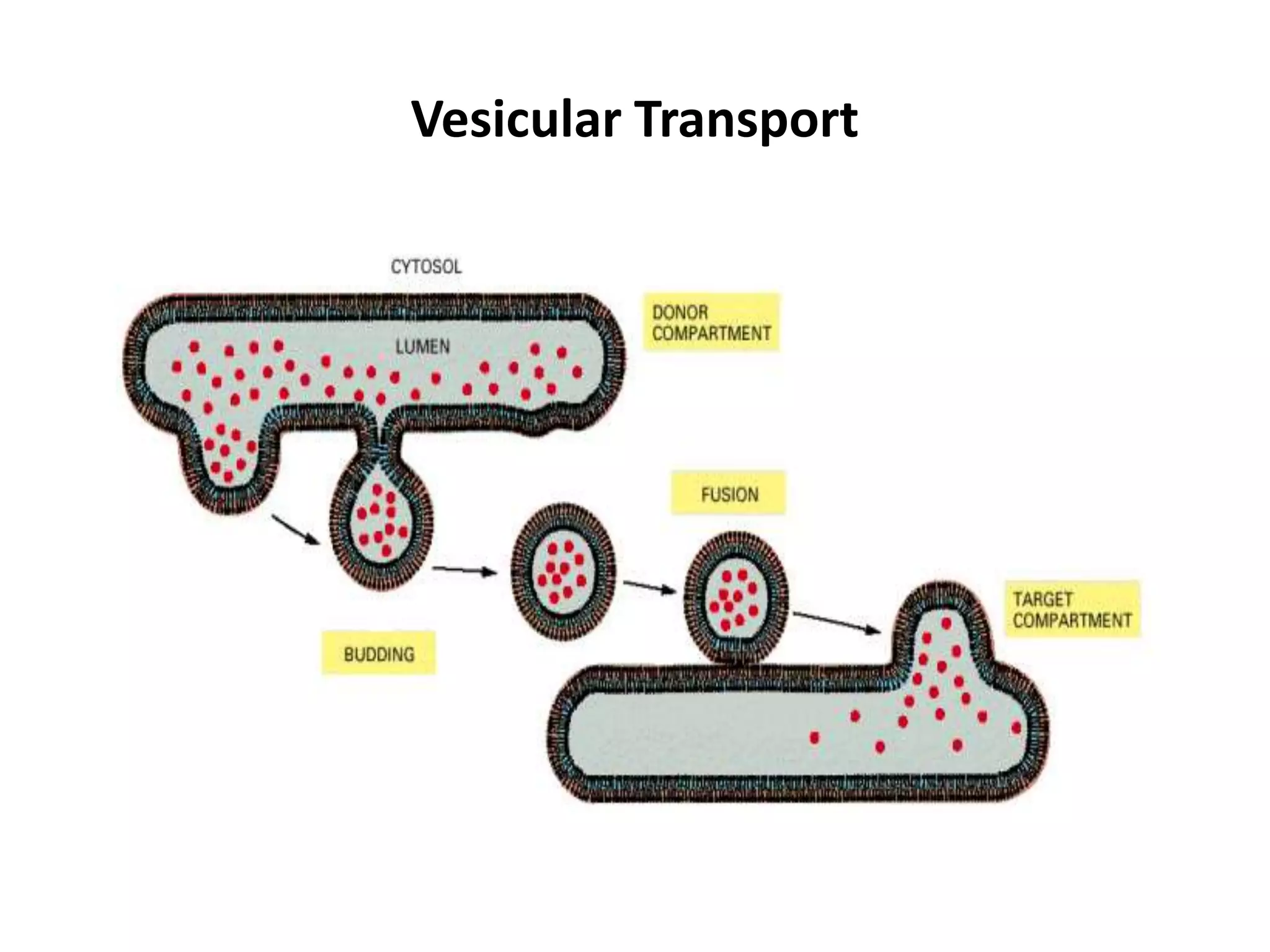 vascular traffic | PPTX