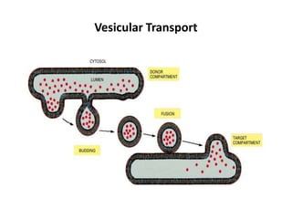 vascular traffic | PPTX