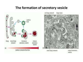 vascular traffic | PPTX