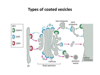 vascular traffic | PPTX