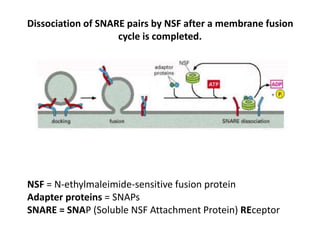 vascular traffic | PPTX