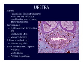 Histología De La Uretra Prostática
