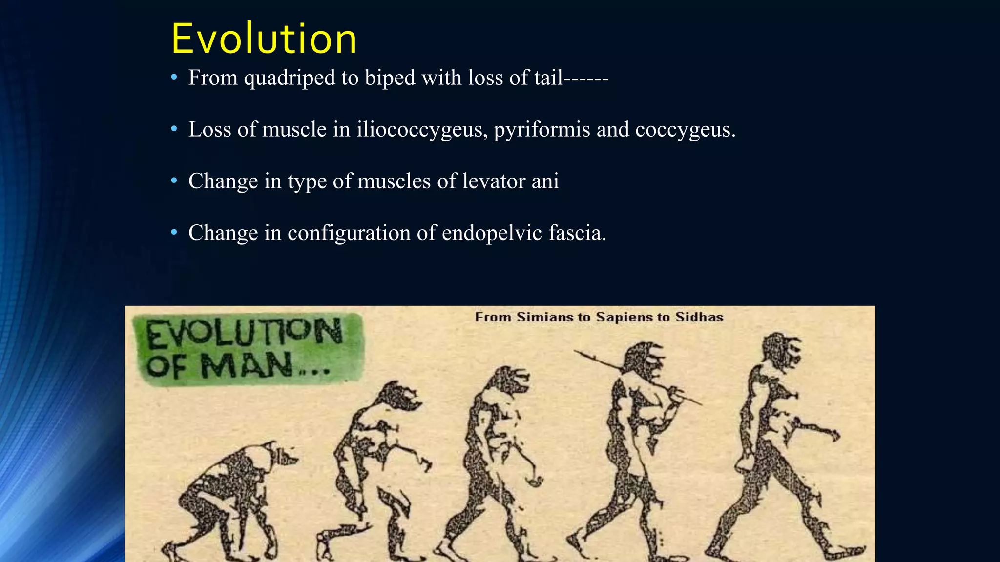 Vault prolapse, Pelvic organ Prolapse, Supports Of Uterus | PPSX
