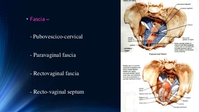 Rectovaginal Fascia