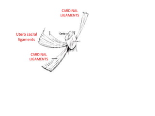 Vaginal Vault prolapse and suspension | PPTX