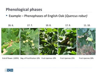 Vavra - Assessment and visualization of phenological data by using of ...