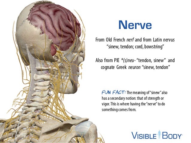 Anatomy Etymology by Visible Body