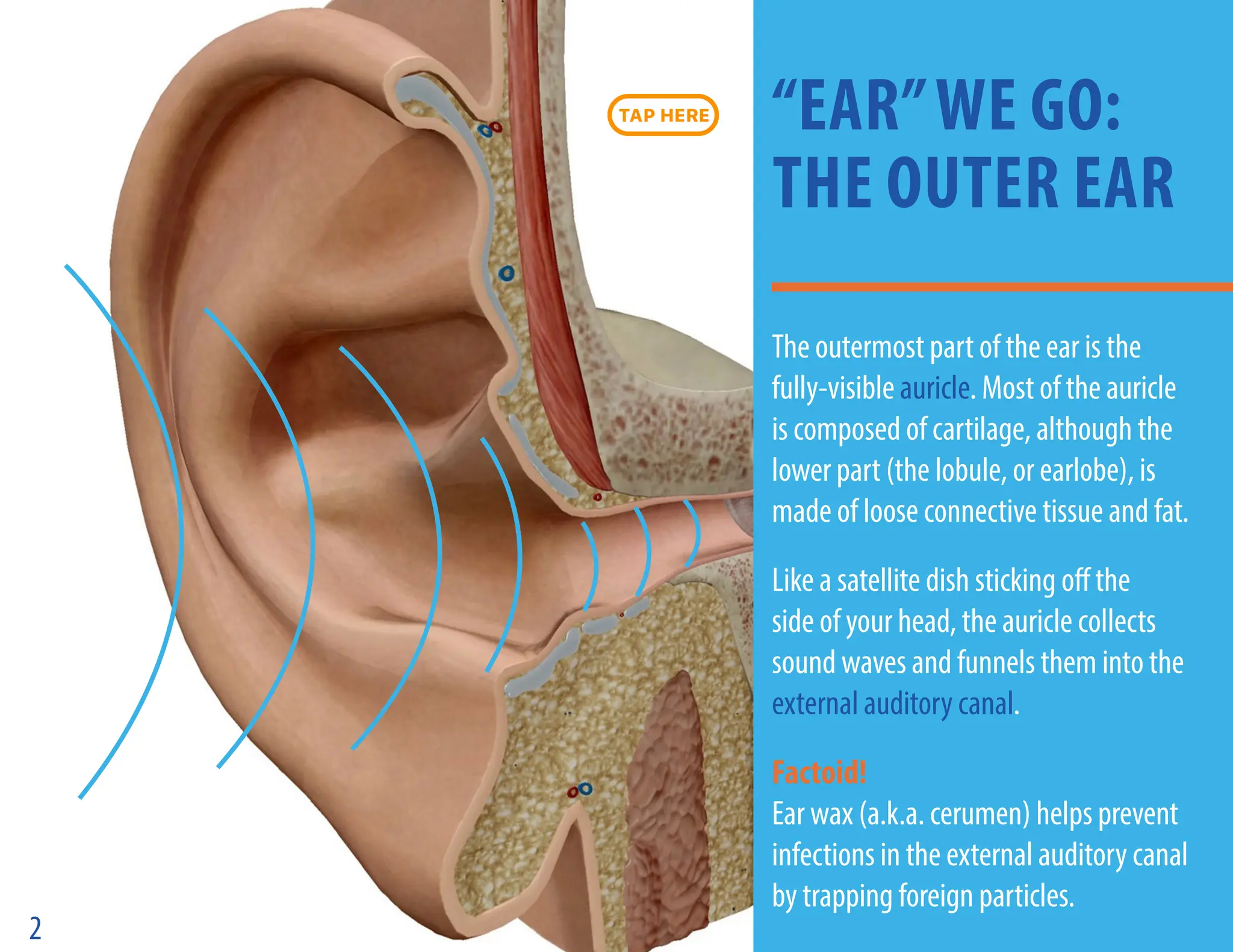VB_Anatomy_of_Hearing_061119.pdf47288282 | PPT