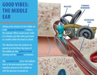 VB_Anatomy_of_Hearing_061119.pdf47288282 | PPT