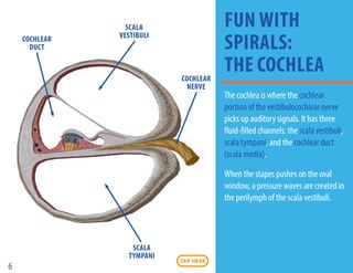 VB_Anatomy_of_Hearing_061119.pdf47288282 | PPT